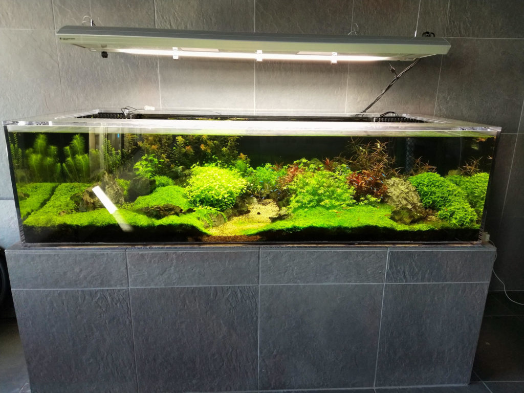 Custom Aquariums & Custom-Built Fish Tanks in LA County