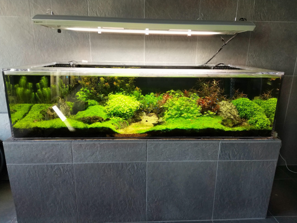 Aquarium Design & Installation Services | Age of Aquariums
